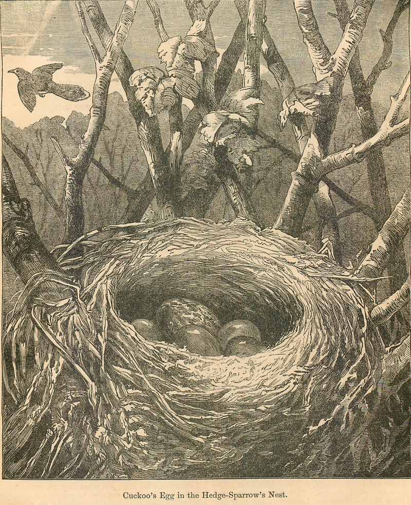 Abecedarian : posts tagged egg
