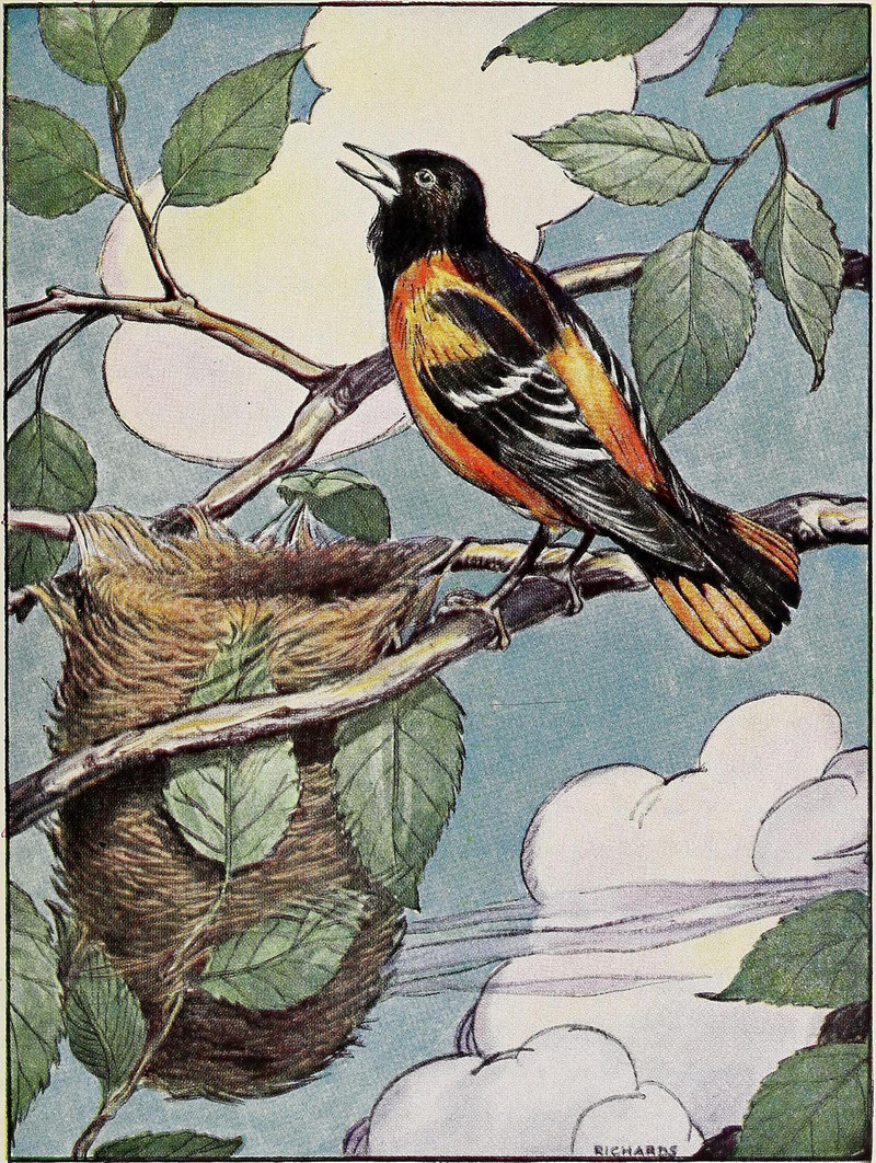Abecedarian : posts tagged bird